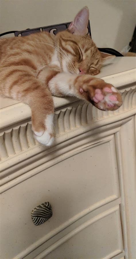 Sleepy Boi Beans R Jellybeantoes