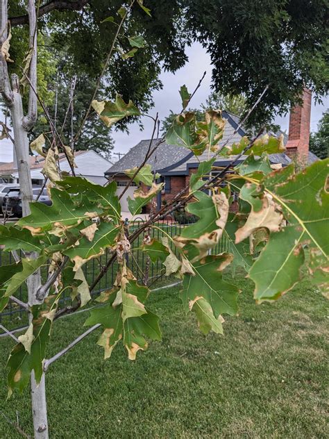 Oak Blight Rarborists