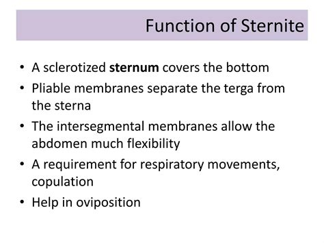 Insect Sternites And Pleurites Pptx