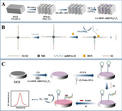 基于co Mof N 4 氨基丁基 N 乙基异鲁米诺ti3c2tx复合材料和双链特异性核酸酶辅助信号放大的microrna 21电化学发光生物传感器microchimica Acta