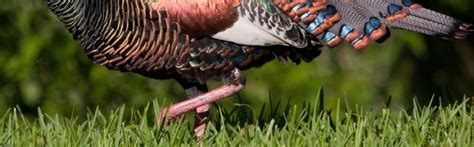 Ocellated Turkey Trivia Faunafocus