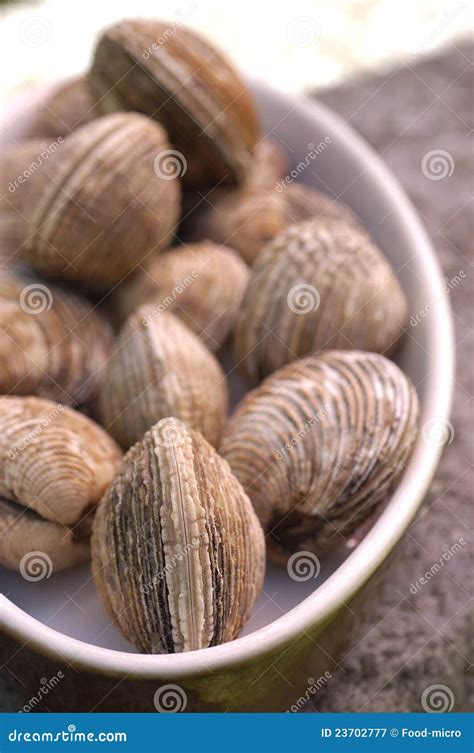 Dog Cockle Shellfish Stock Image Image Of Style Open 23702777