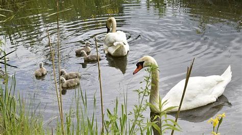 Prostějovské Labutě Mají Mladé Dělají Radost Kolemjdoucím Prostějovský Deník