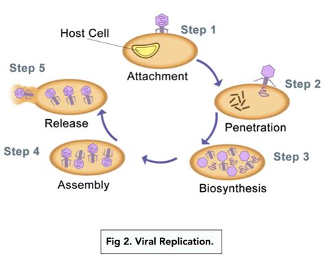 Life Cycle And Replication Of Viruses Exam Corner