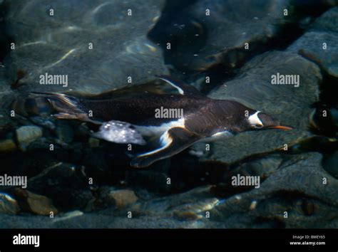 Gentoo Penguin Swimming Underwater Wiencke Island Antarctica Stock