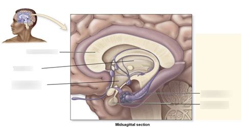 Subcortical Structures Of The Brain Diagram Quizlet