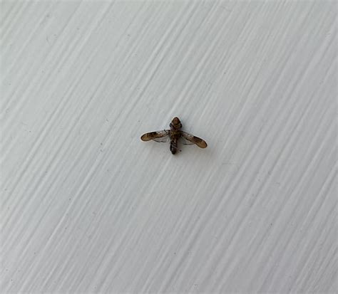 Unknown Bug With Triangular Head 2 Sets Of Wings United States California San Fernando