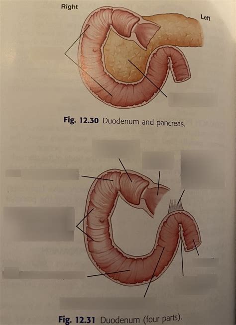 Duodenum Diagram Quizlet