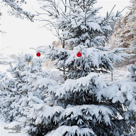 Snow Wite Snow Beautiful Norway Holiday Spirit