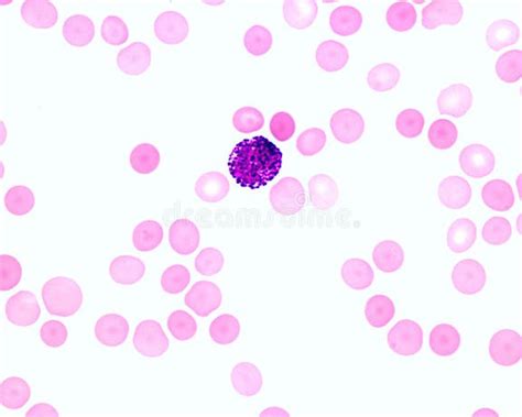 Human Blood Smear Basophil Stock Image Image Of Basophil Microscopy