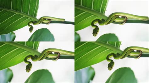 青蛇青竹蛇盘在树上的青竹蛇竹叶青视频素材下载