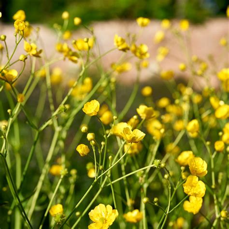 Ranunculus Acris ‘stevenii From Wildegoose Nursery