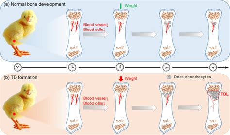 The Role Of Blood Vessels In Broiler Chickens With Tibial