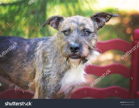 Wire Haired Terrier Mix