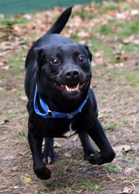 Dog For Adoption Kit Kat Kat A Miniature Pinscher In Springdale