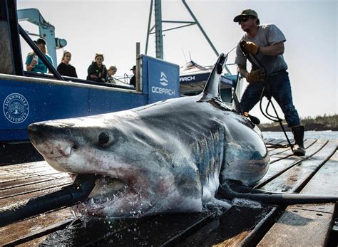 Worlds Largest Great White Shark Ever Caught