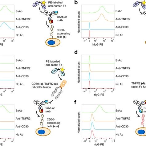 Comparison Of The Effect Of Dtt Blue And Tcep Red As The Reducing Download Scientific