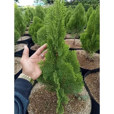 Cypress Pine Tree Available In Small Size And Medium Size Luzon Only Lang Po Lazada Ph