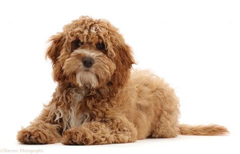 Dog Orange Cockapoo Pup 18 Weeks Old Photo Wp50190