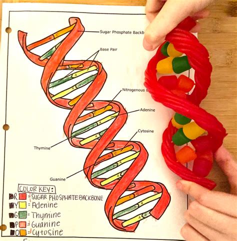 Dna E Rna Artofit
