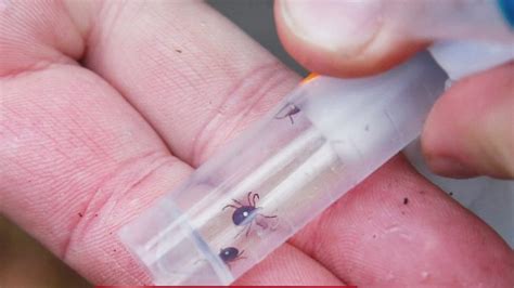 Tick Borne Illness Increases Leading To Allergies To Meat And Dairy