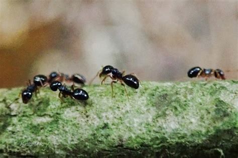 Especie Dolichoderus Brevis Santschi 1920