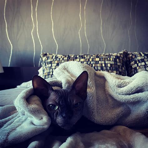 Beautiful Izzy Daughter Of Smurf And Full Monty Sphynx