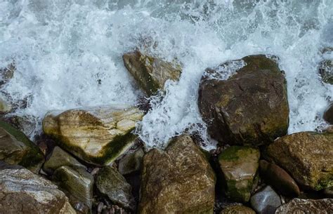 Do All Algae Require Sunlight Unveiling The Mystery Of Photosynthesis