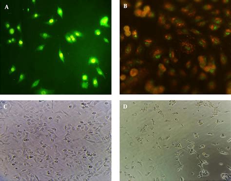 Morphological Observation And Acridine Orange Ethidium Bromide Staining Download Scientific