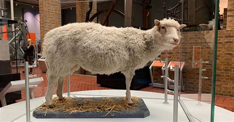 Chuyện Gì đã Xảy Ra Với Cừu Dolly Và Bản Sao Của Nó Khoahoctv