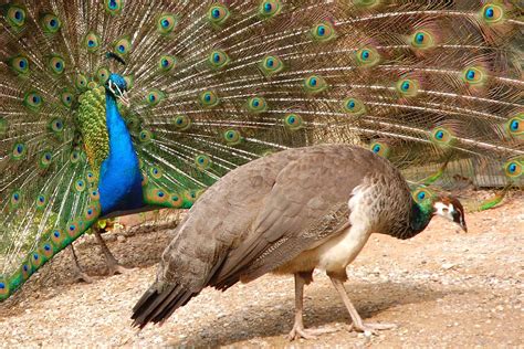 How Much Does A Peacock Cost 2025 Price Guide