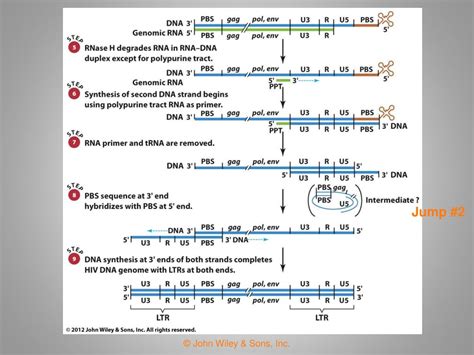 Ppt Chapter 17 Transposable Genetic Elements Powerpoint Presentation