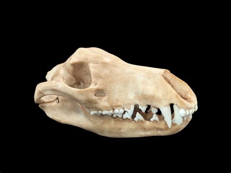 Tasmanian Tiger Thylacine Life Size Skull Replica Esoterica