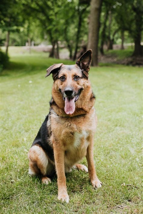 Happy Tails Apollo The German Shepherdcatahoula Mix Catahoula Mix