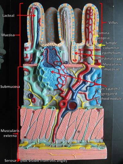 Duodenum Histology Labeled