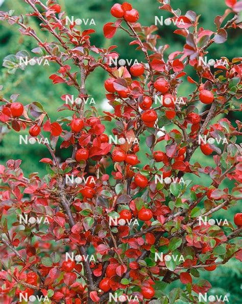 Cotoneaster Apiculatus