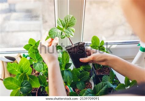 Hydrangea Seedling Photos And Images Shutterstock