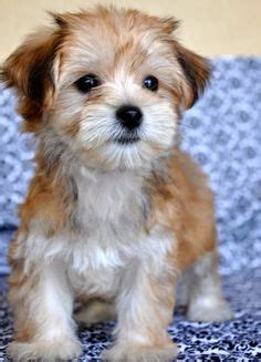 19 Morkies O Ideas Doggy Puppies Cute Puppies