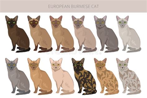Burmese Cat Colours Chart