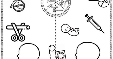 Lapbook De La Sexualidad