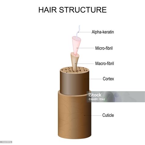 Hair Structure From Cuticle And Cortex To Microfibril Macrofibril And Alphakeratin Stock