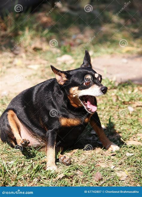 Black Fat Miniature Pinscher Stock Image Image Of Breed Closeups 67742807