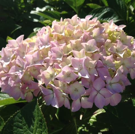 Hydrangea Light Pink Hydrangea Guide