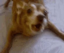 Chihuahua Bark S Tenor