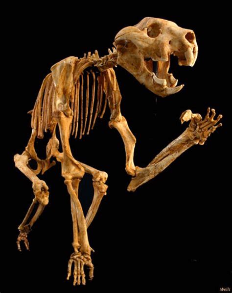 🔥 Skull And Skeleton Of Thylacoleo Carnifex An Extinct Carnivorous
