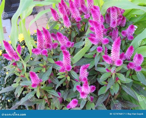 Jinxtips Green Fuzzy Plant With Purple Flowers Purple Perennial