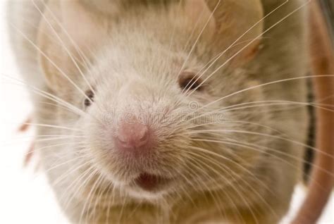 Light Brown Mouse Snout