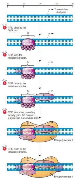 Eukaryotic Transcription Biology Notes Online