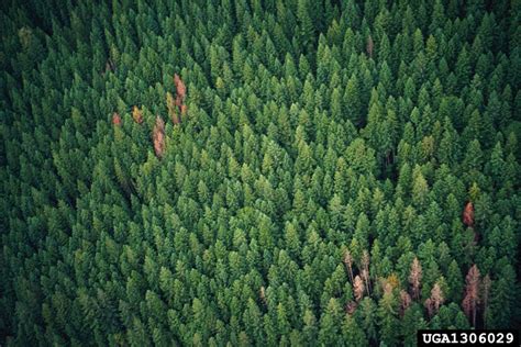 Douglas Fir Beetle Dendroctonus Pseudotsugae