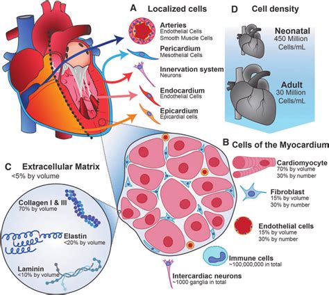 The Tissue Level Physiology Of The Human Heart The Composition Of The